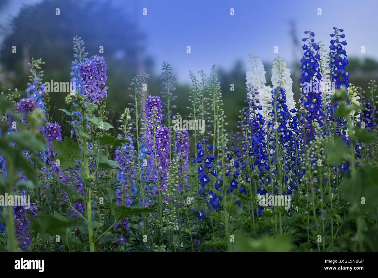 Delphinium blue grows in the garden. Double delphinium blue flower ...