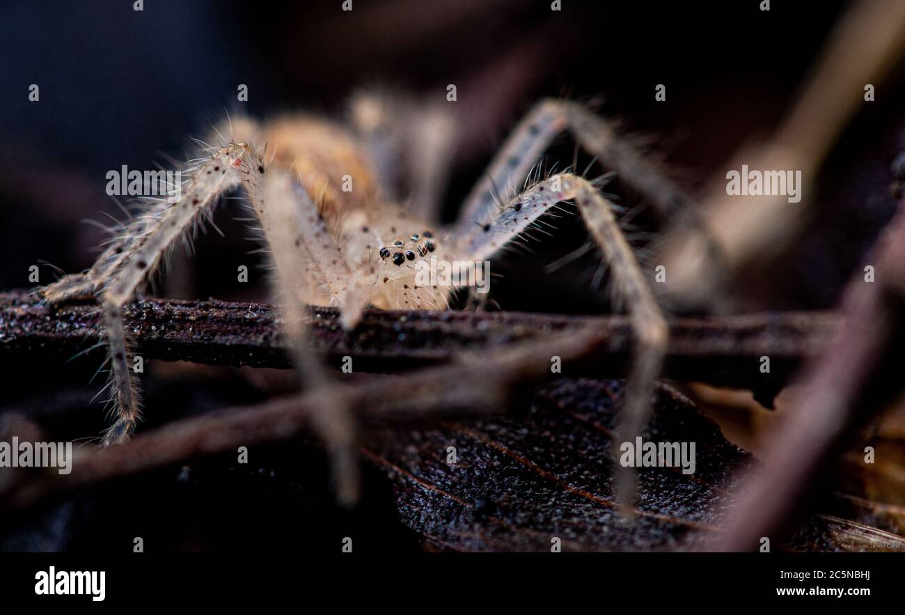 A Macro photo of a Spider Stock Photo - Alamy