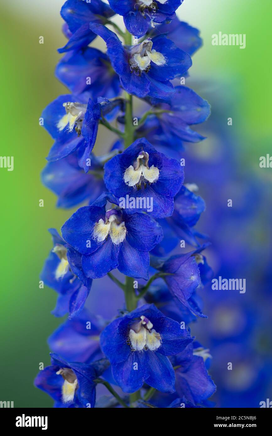 Delphinium blue grows in the garden. Double delphinium blue flower ...