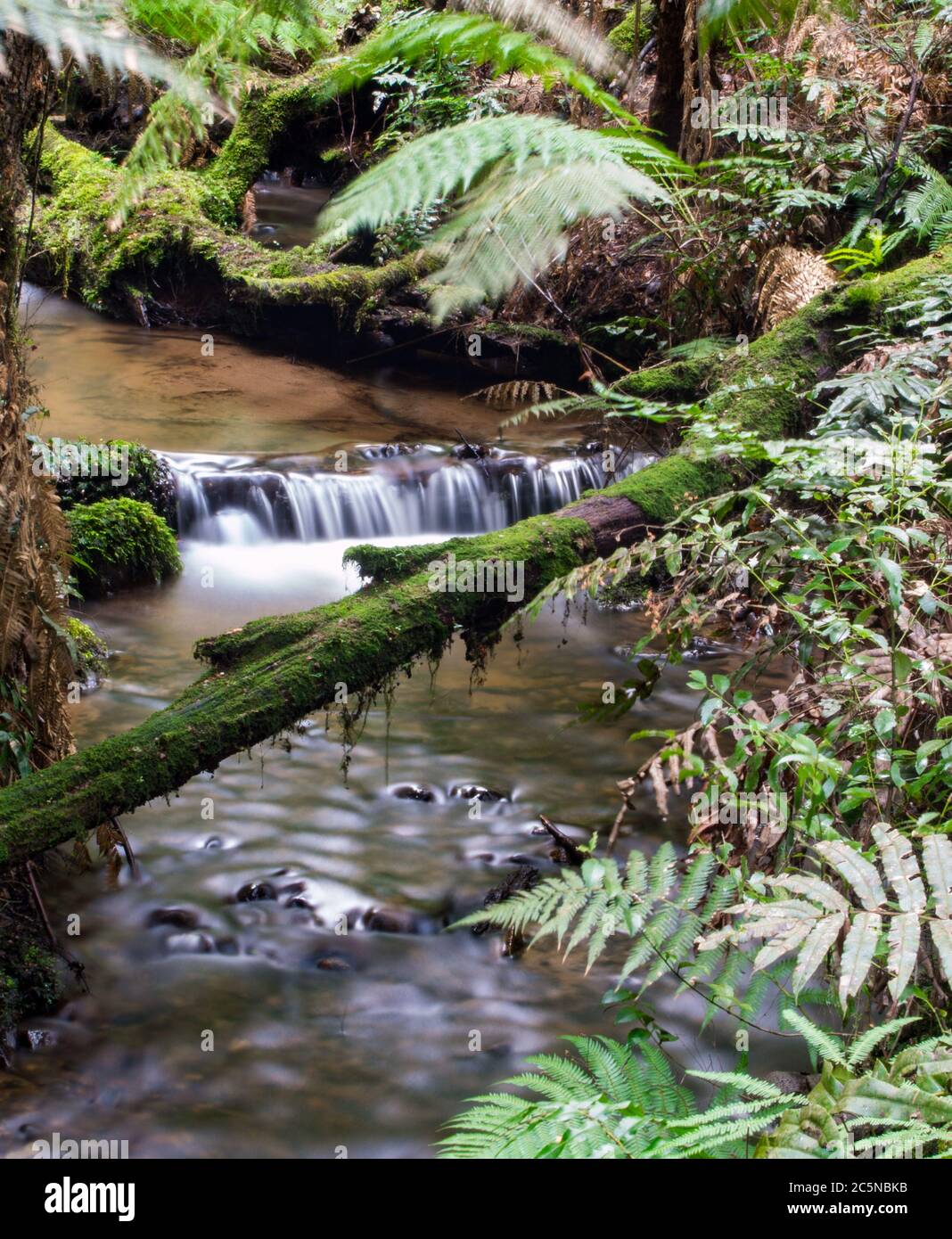 Toolangi state forest hi-res stock photography and images - Alamy