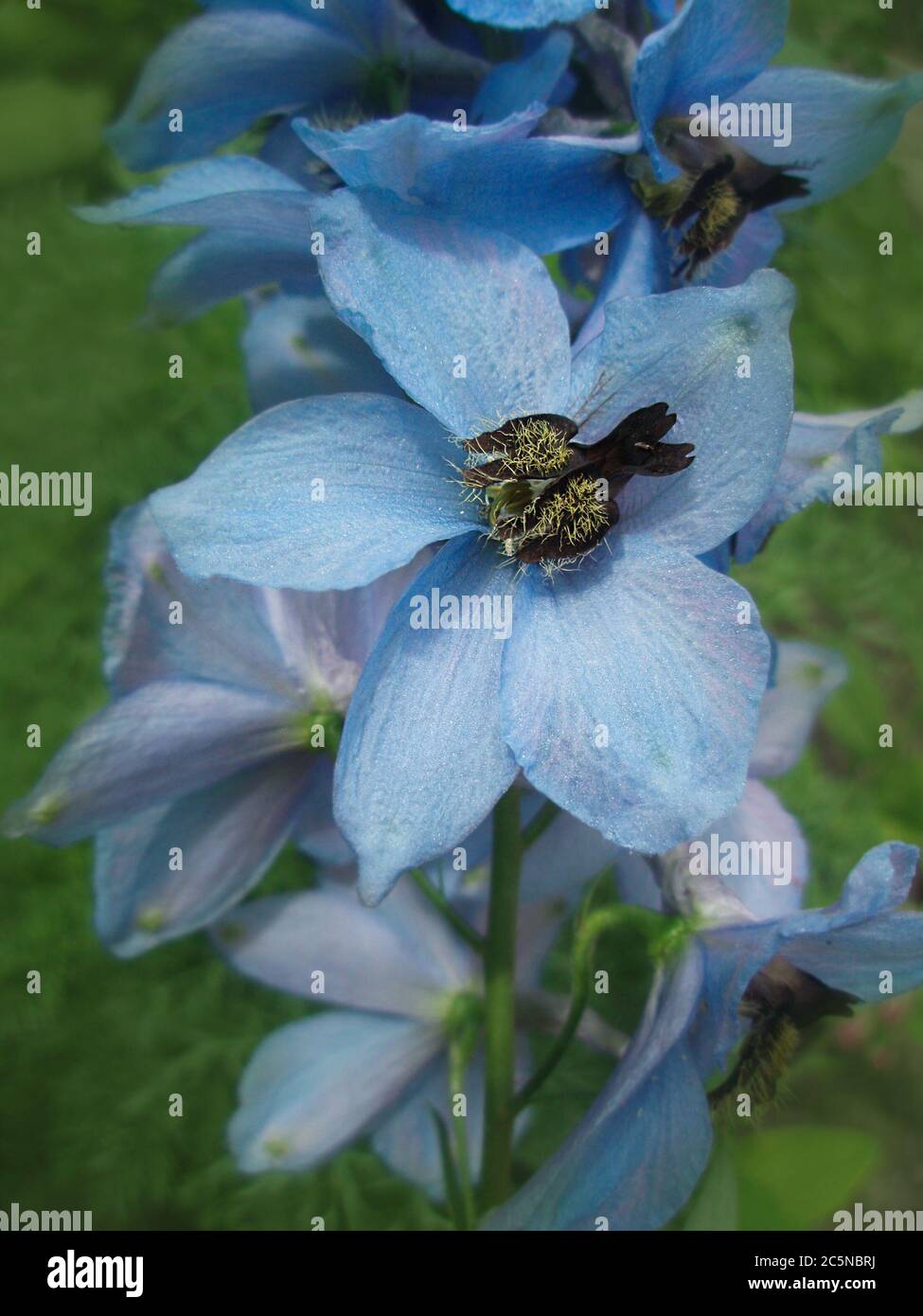 Delphinium blue grows in the garden. Double blue flower delphinium ...