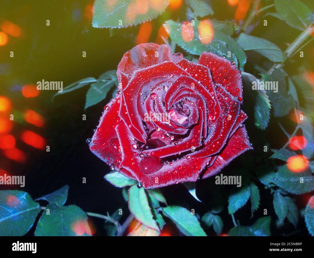 Red roses on a bush in a garden at night. Red rose flower background at ...