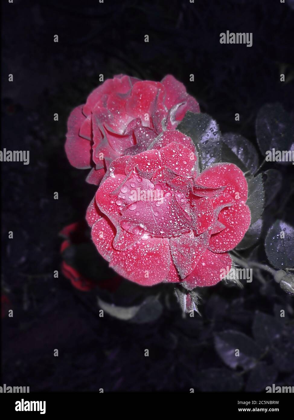 Pink rose in the field. Flowers plant growing in garden. Bush of pink ...