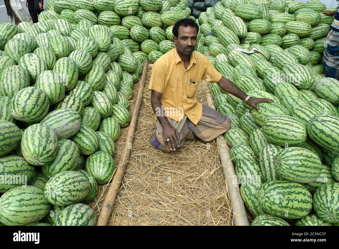 Happy farmer for her cultivated fruits when he collect from field Stock ...