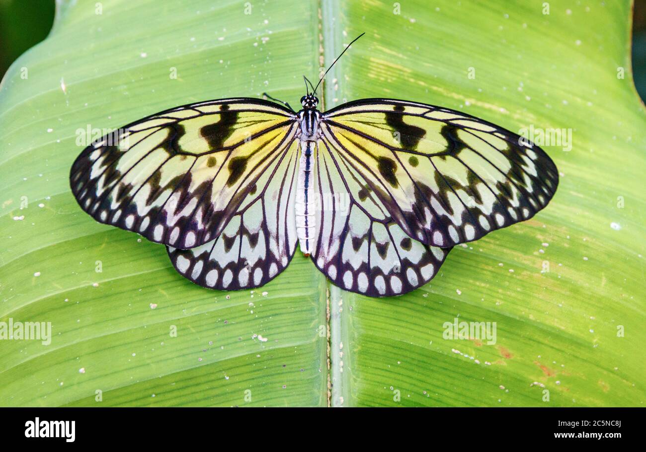 Close up of a beautiful paper kite butterfly (Idea leuconoe) resting on ...