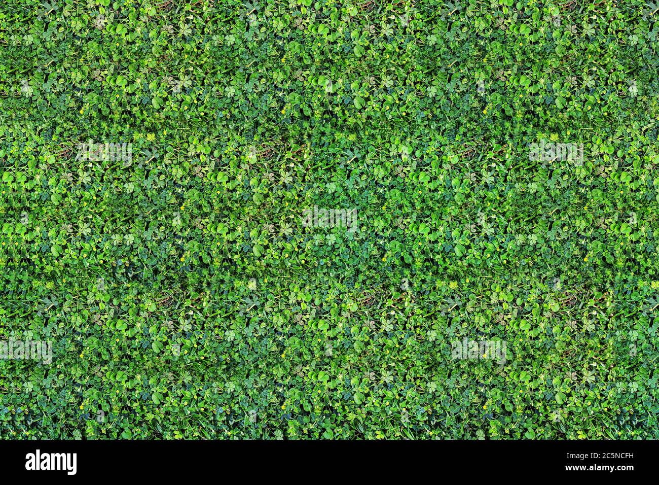 abstract green grass floor background Stock Photo - Alamy