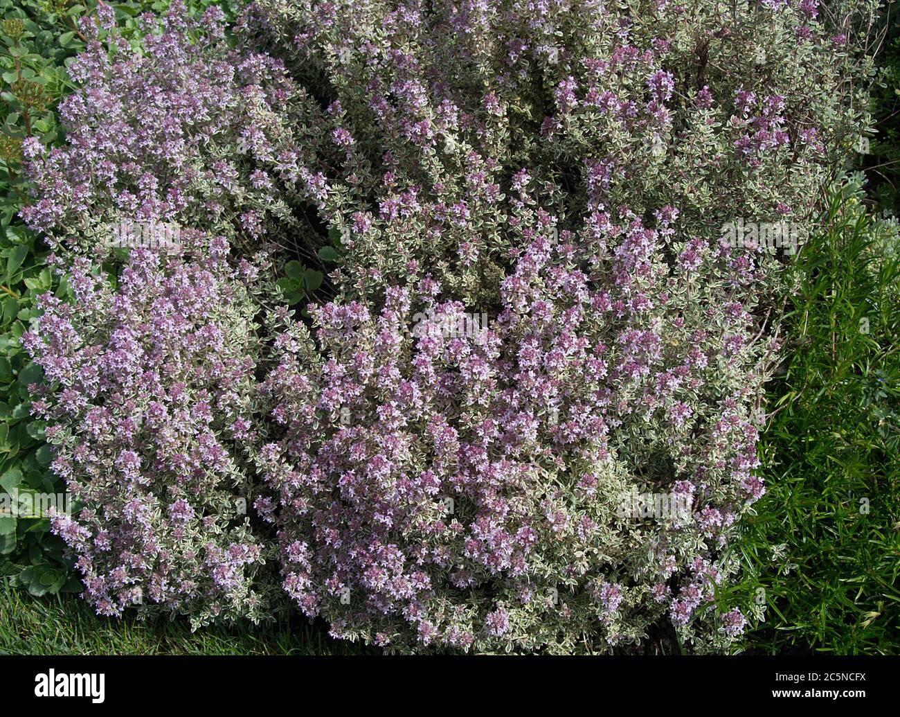 Silver thyme hi-res stock photography and images - Alamy