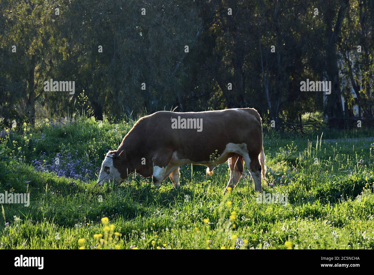 Grazing bull shown at the Hula Valley, Golan Heights, Northern Israel ...