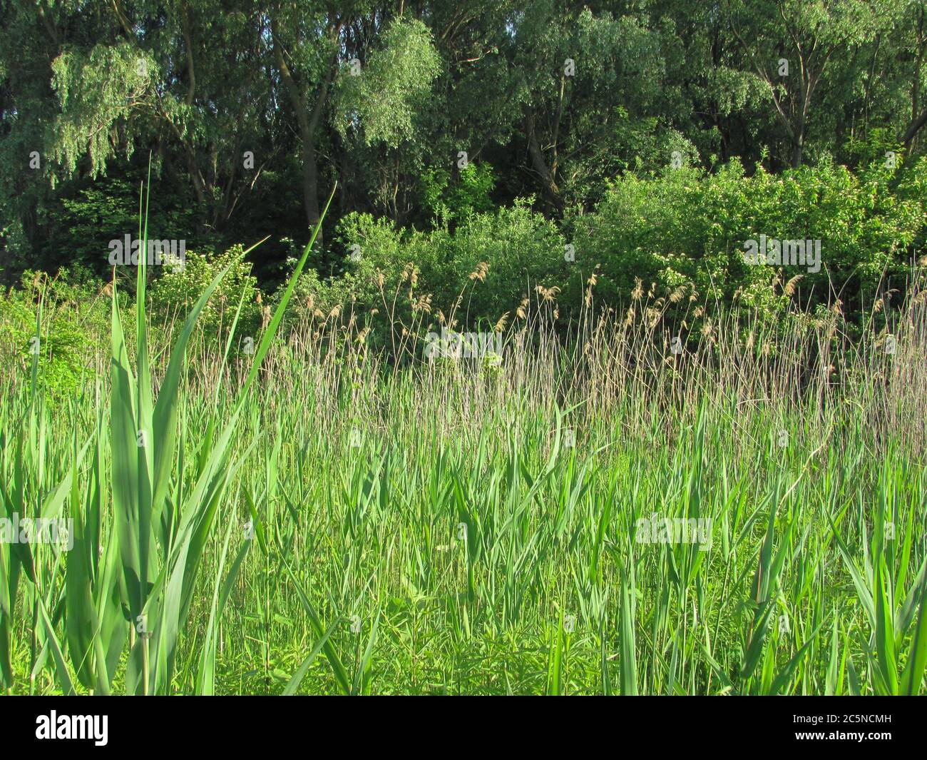 Scenic green park lush bushes hi-res stock photography and images - Alamy