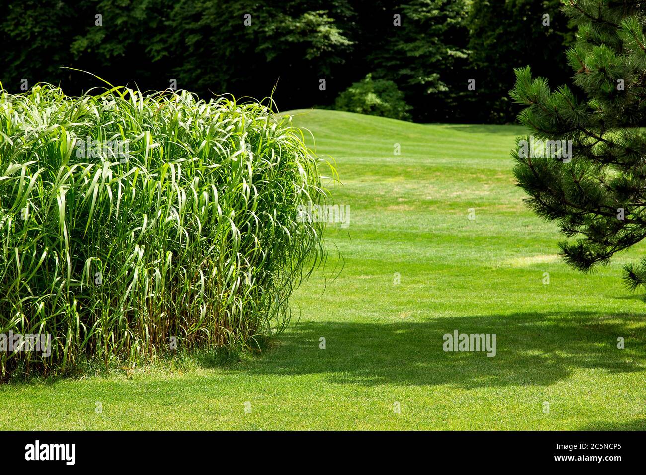 Greenery spaces hi-res stock photography and images - Alamy