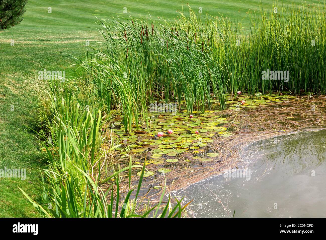 Lawn lilly hi-res stock photography and images - Alamy