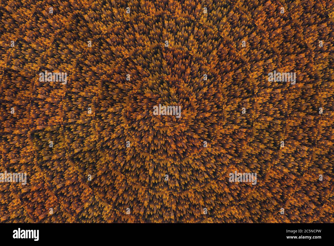 abstract nature background fall trees top view Stock Photo - Alamy