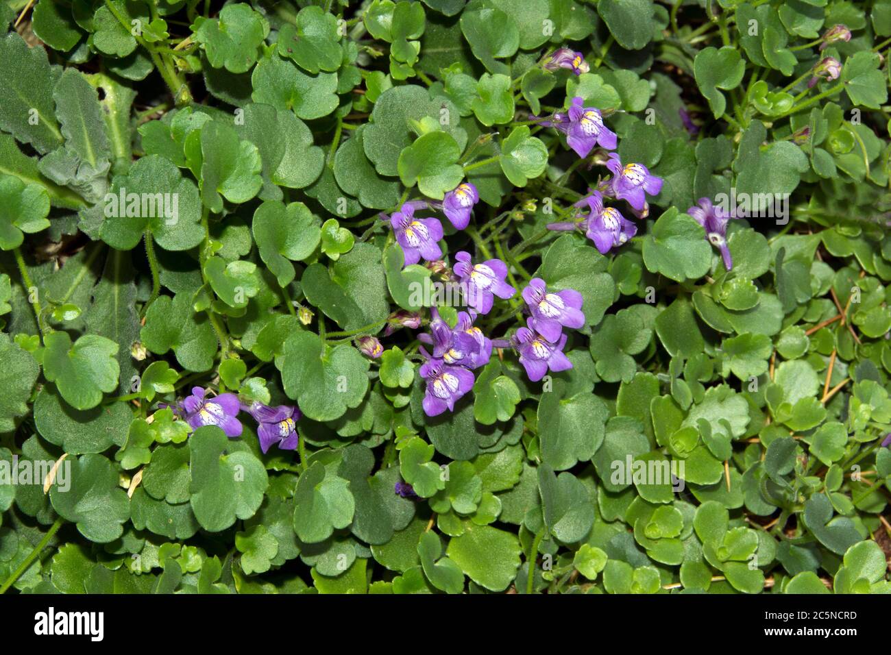 VIOLA "AZURE BLUE Stock Photo - Alamy