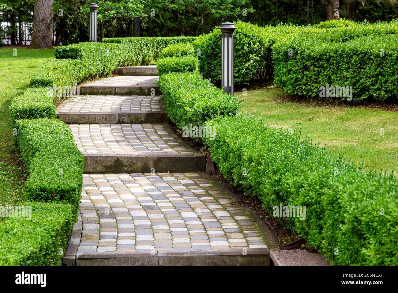 rise in steps from paving slabs in the backyard with a hedge of bushes ...