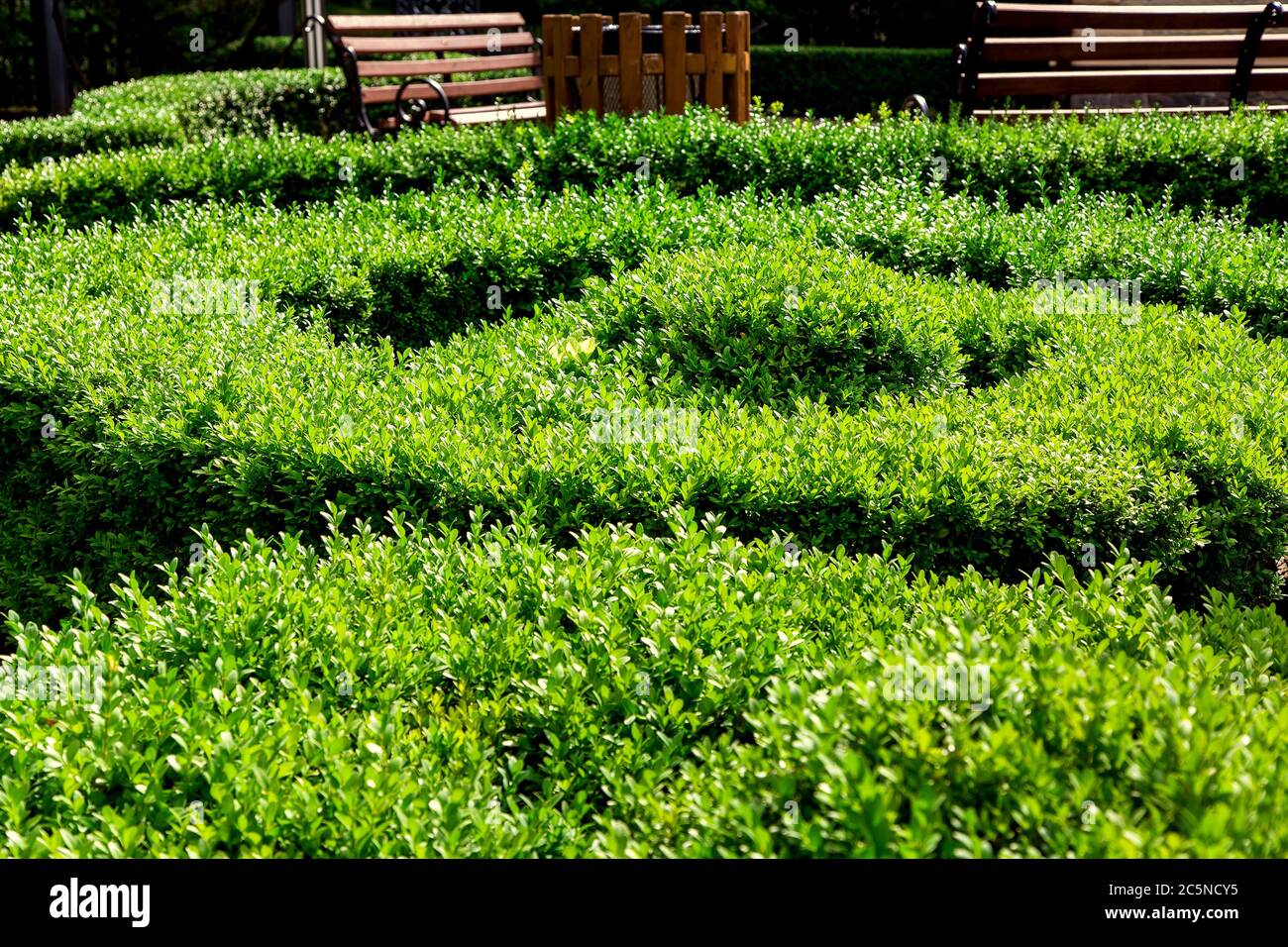 Spiral maze hedge hi-res stock photography and images - Alamy