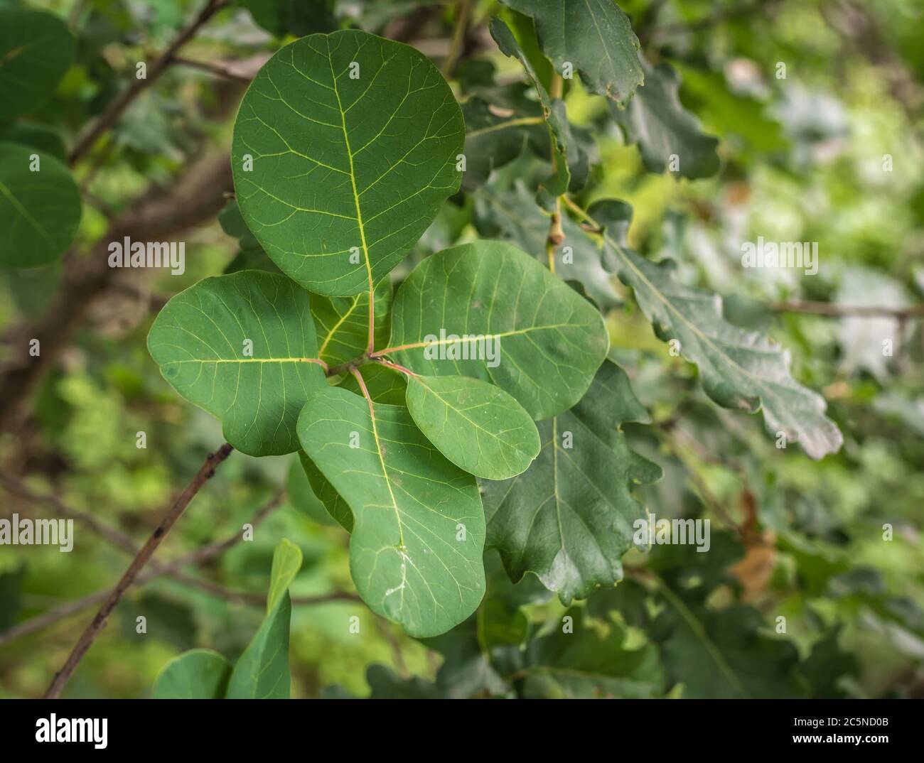 leaves of the Cotinus coggygria in spring. Smoke bush. Close-up of ...