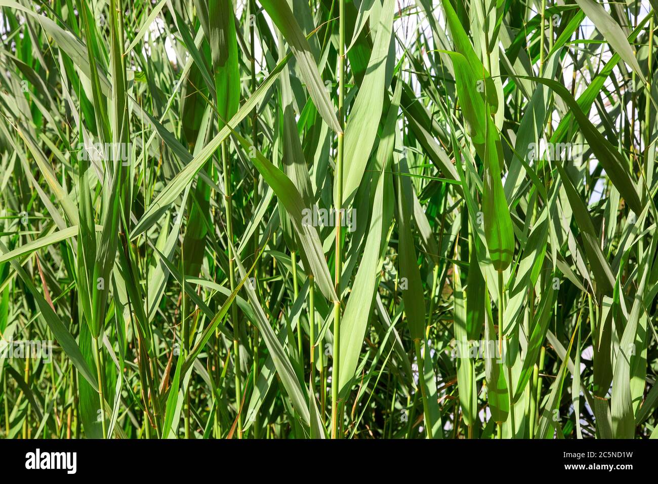reed stalks with green leaves closeup texture of a plant lit by ...