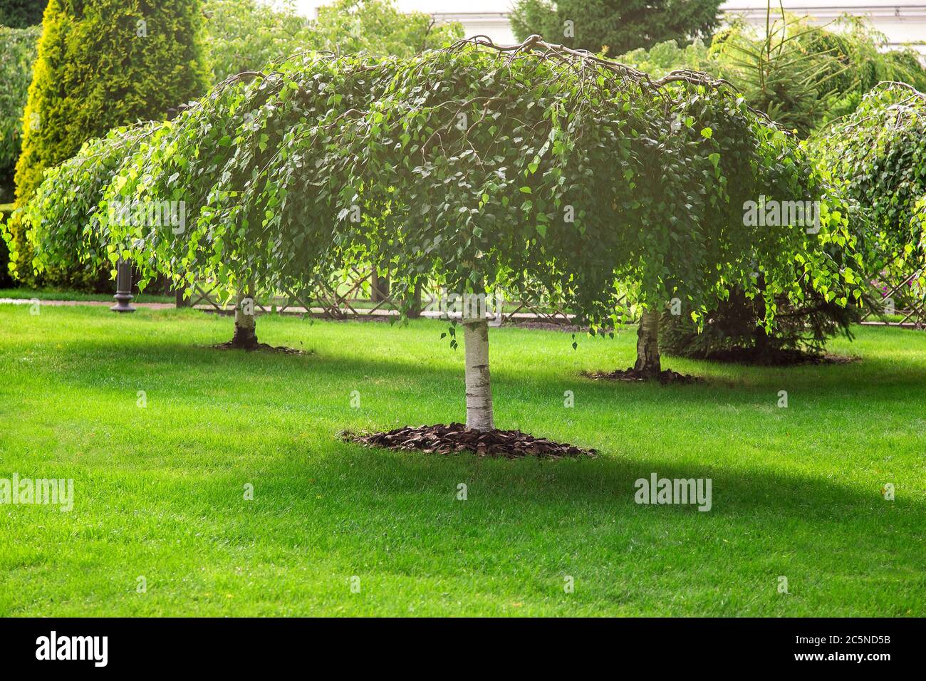 whitewashed tree trunks mulching a bark of a tree trunk Stock Photo - Alamy