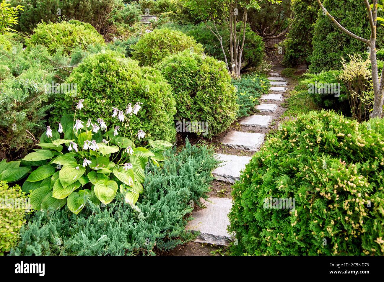 stone footpath in a garden with evergreen bushes and a flowers Stock ...