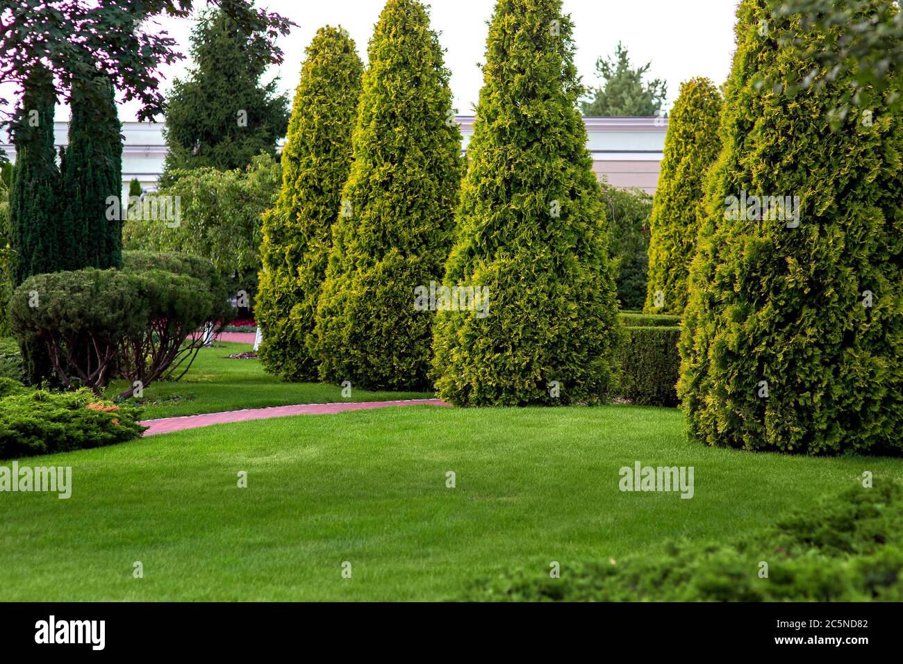Glade landscape with green grass and trimmed trees of evergreen ...