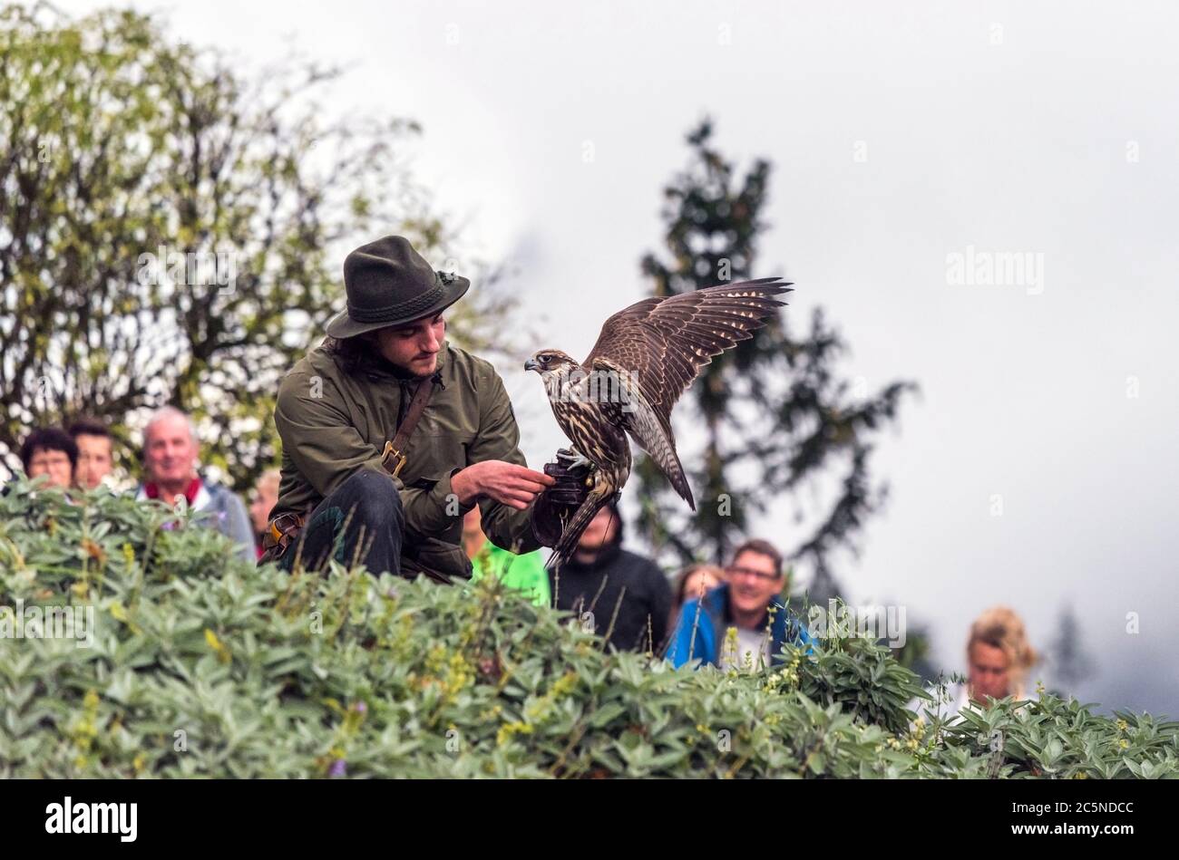 Falconry show in Hohenwerfen castle in Salzkammergut, Austria Stock ...