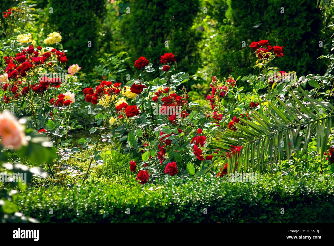 Rose and boxwood hi-res stock photography and images - Alamy