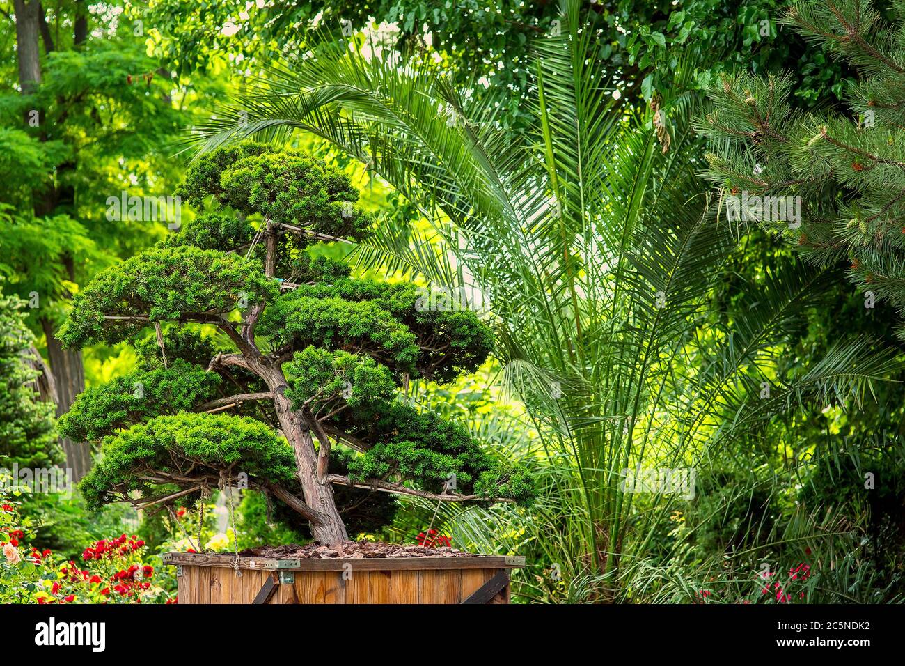 A Chinese tree in a wooden flowerpot with mulching by the bark of a ...