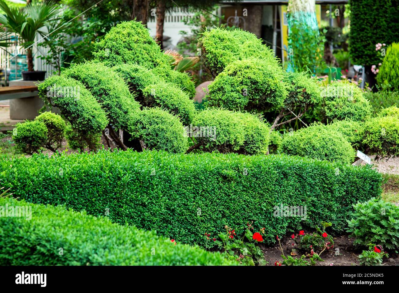 Evergreen shrub of boxwood in the garden with a flower bed and a tree ...