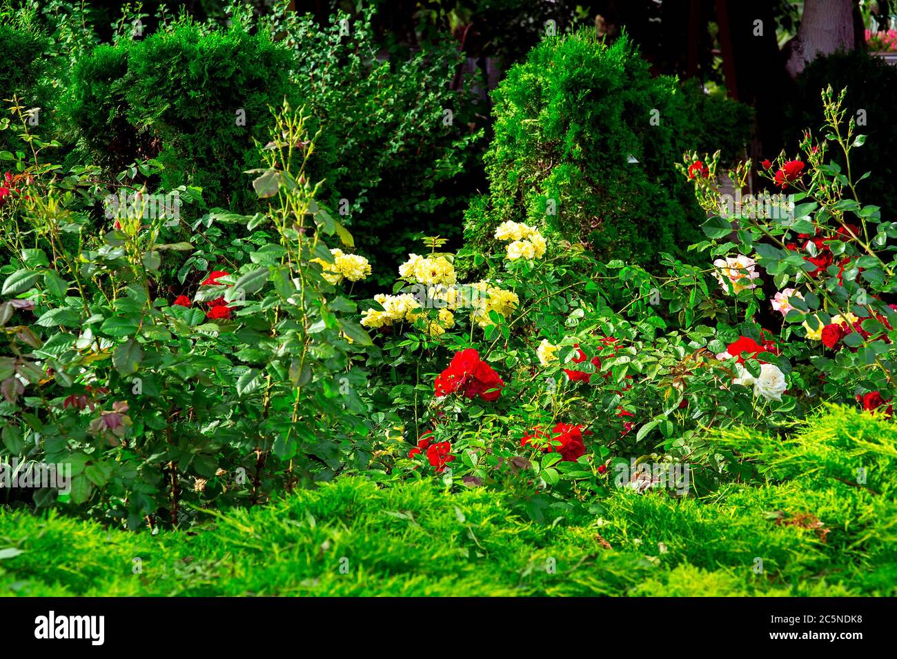Rose and boxwood hi-res stock photography and images - Alamy