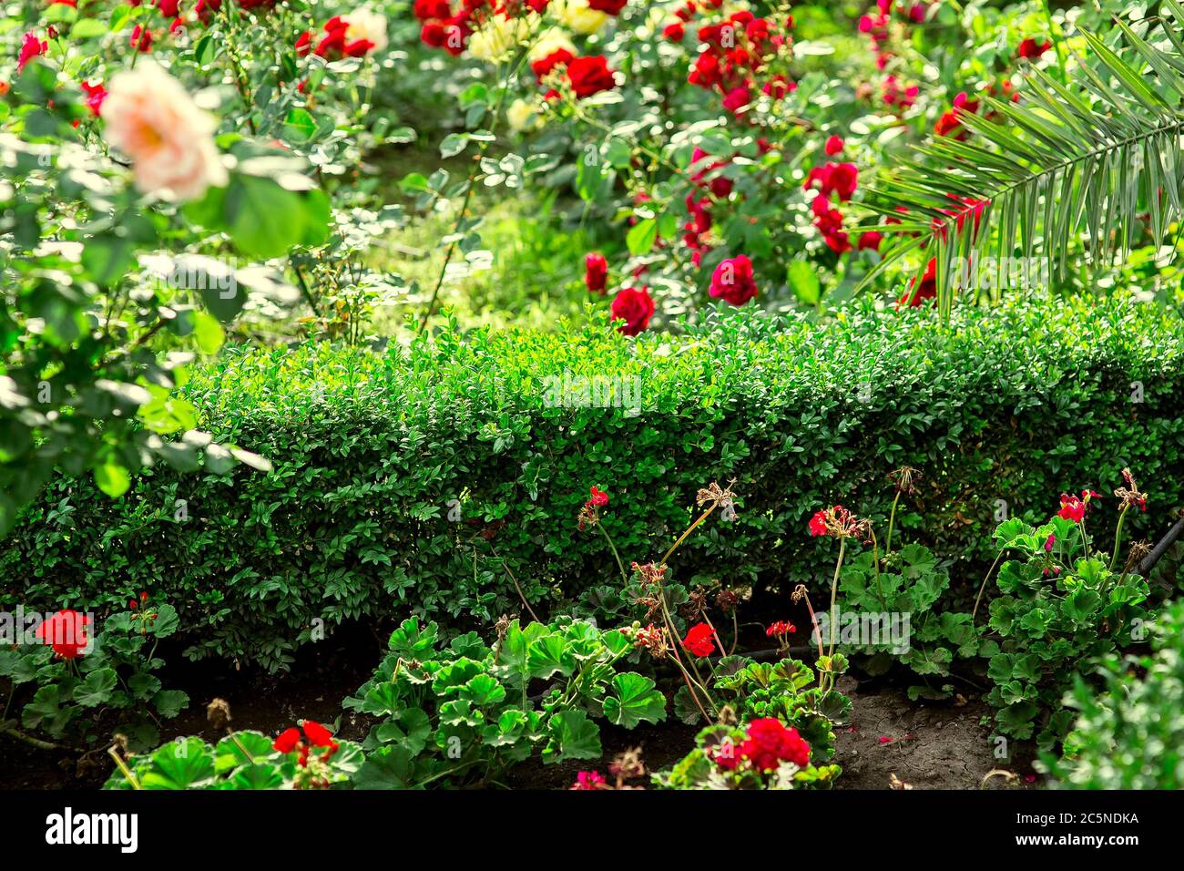 Rose and boxwood hi-res stock photography and images - Alamy