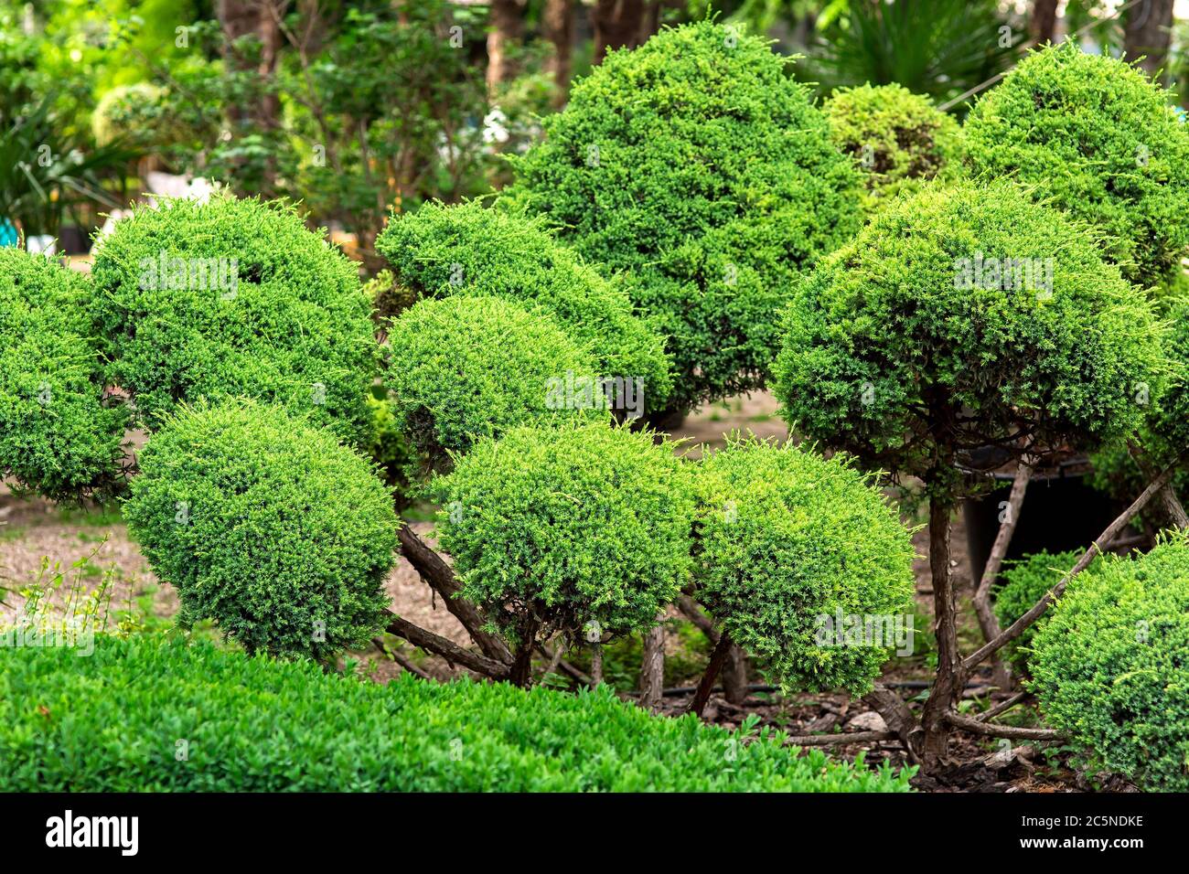 oval bush with balls of greenery on the branches, decor garden backyard ...