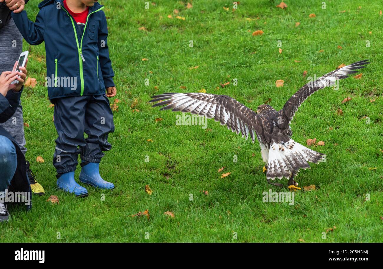 Falconry show in Hohenwerfen castle in Salzkammergut, Austria Stock ...