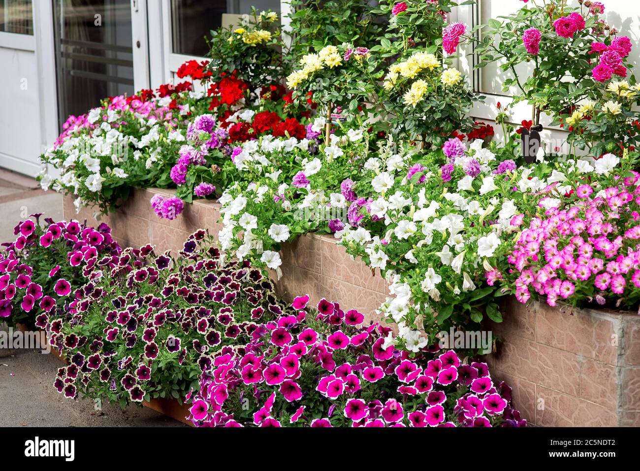 Multi colored petunias hi-res stock photography and images - Alamy