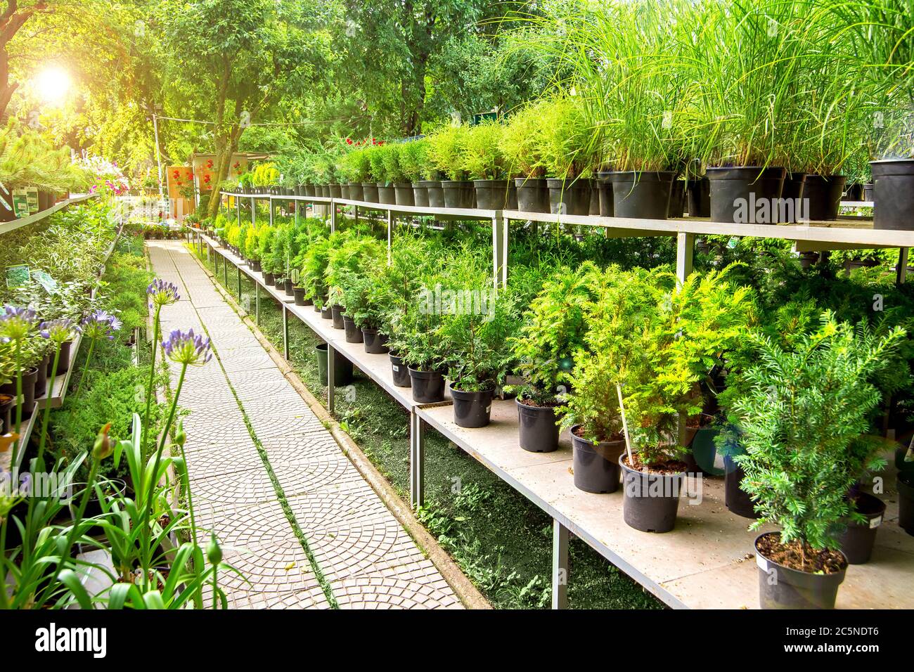 outdoor street shop selling green plants on shelves in flowerpots pine ...