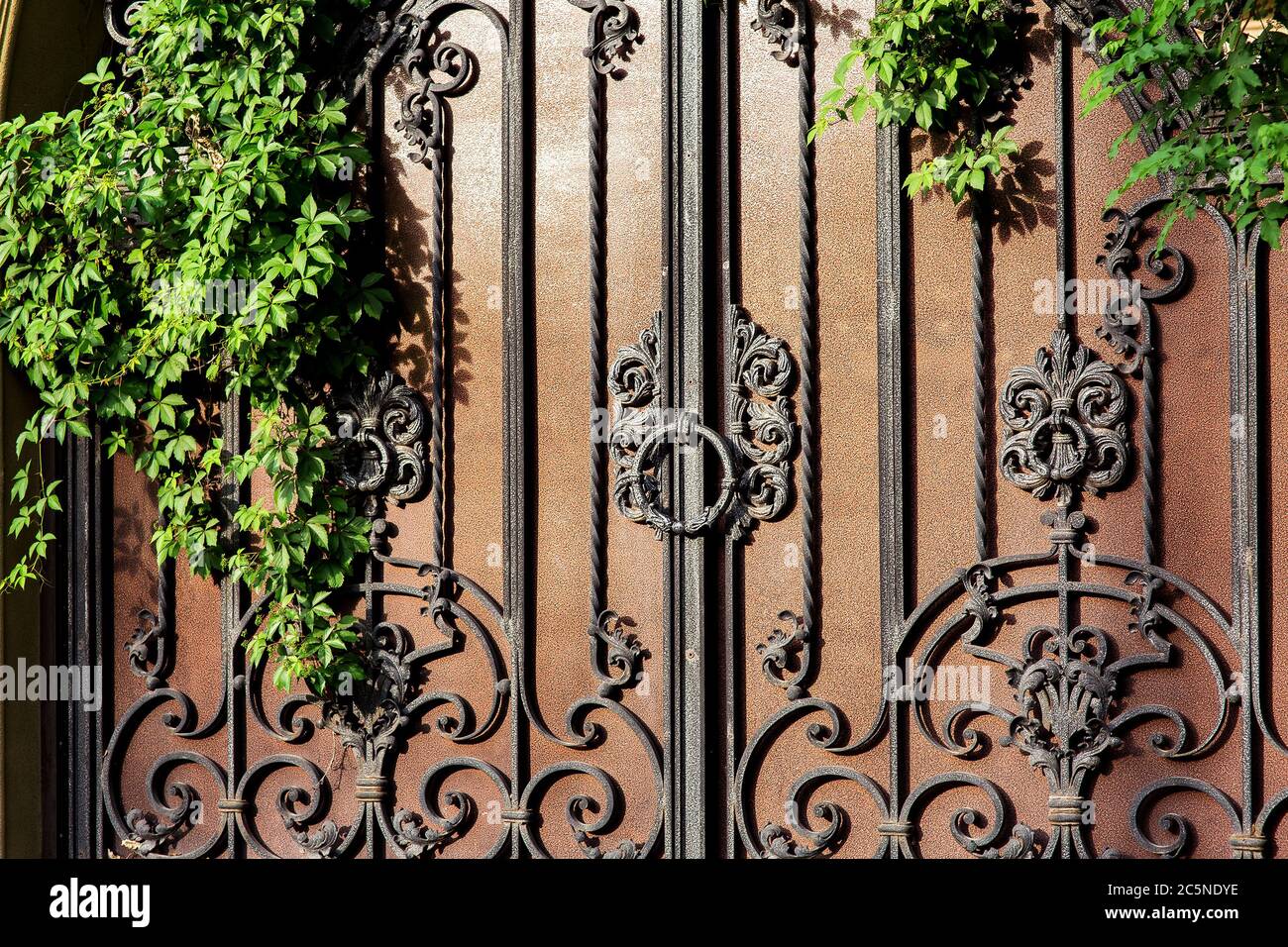 iron forged gate with rust with green climbing leafy plant, close up ...