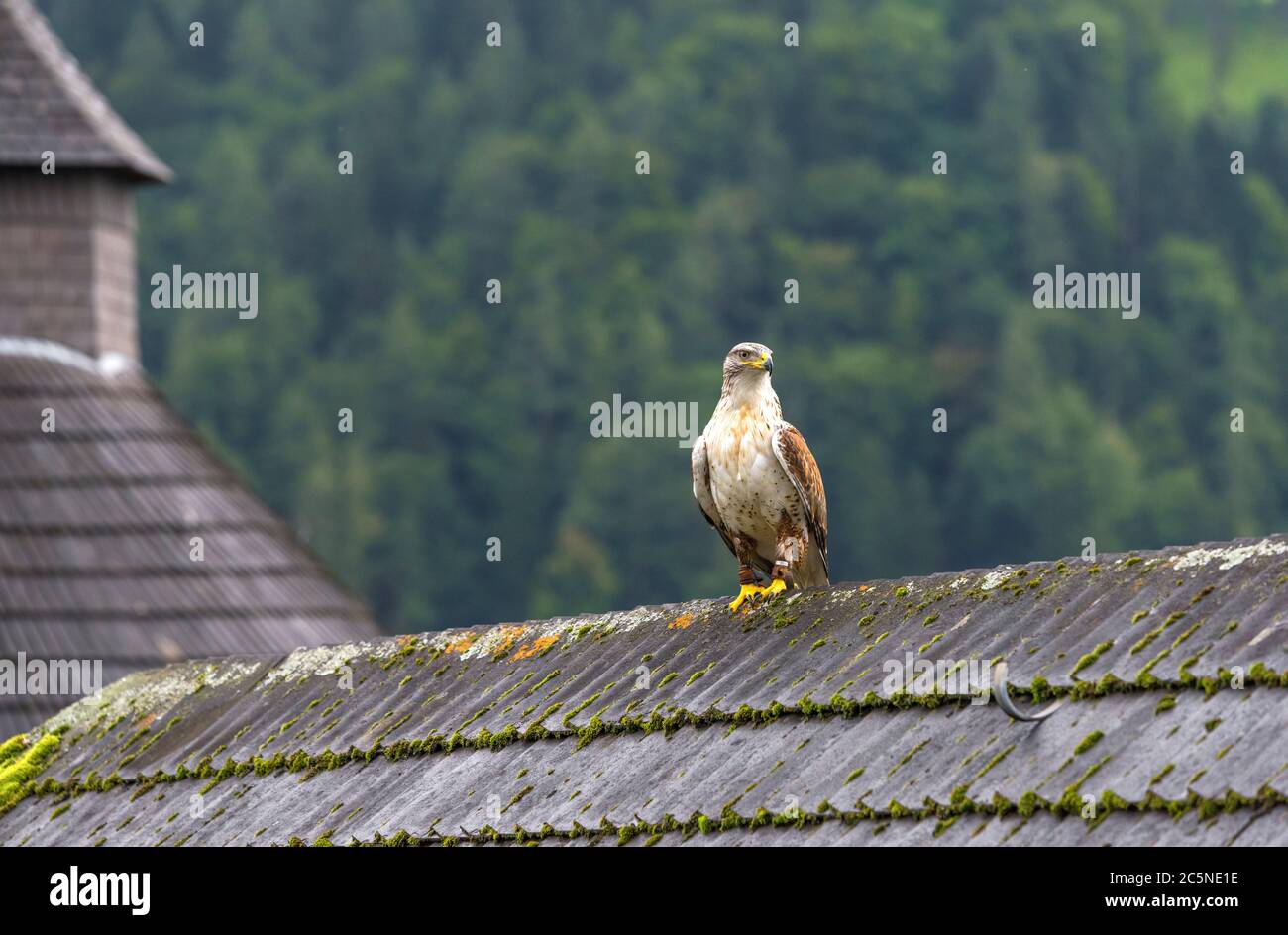 Falconry bird hi-res stock photography and images - Alamy