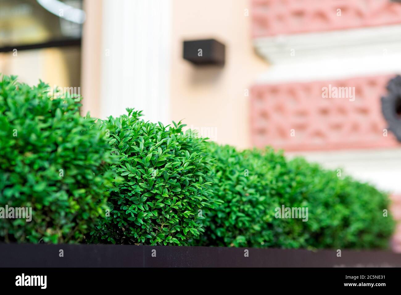 green deciduous bushes growing in a flowerpot near the facade of the ...