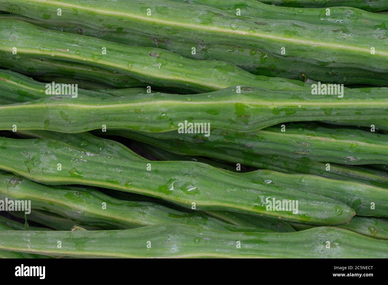 Long moringa pods, close up Stock Photo - Alamy