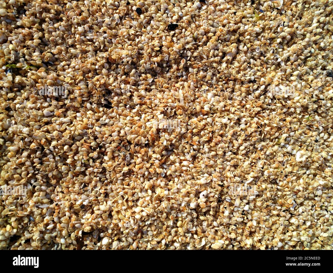Yellow shells background on the tropical beach Stock Photo - Alamy