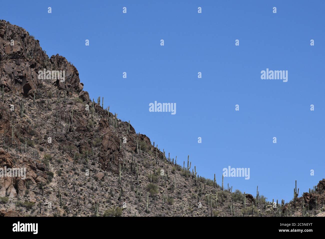 Native desert hi-res stock photography and images - Alamy