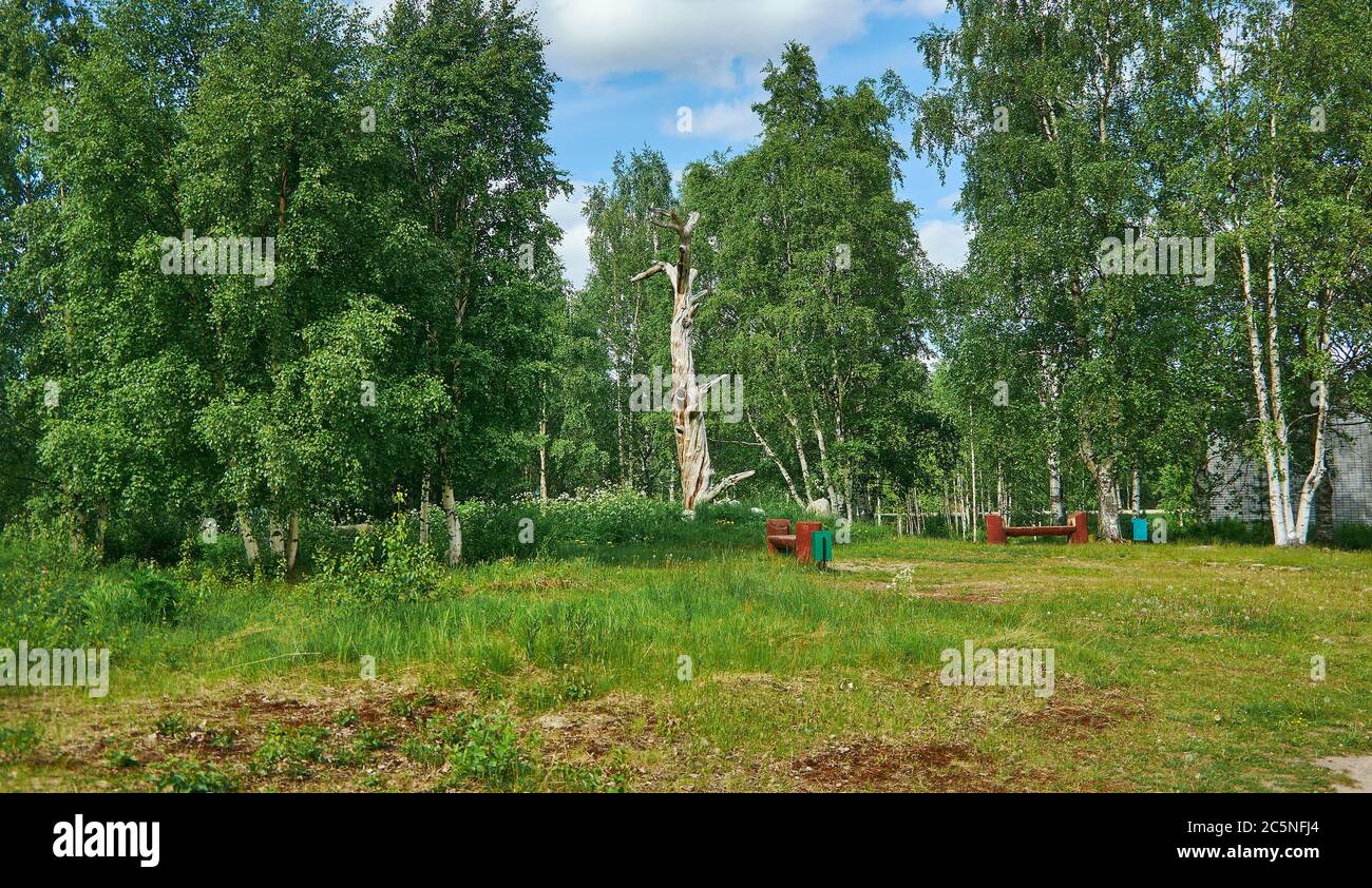 Lonnrot Pine Tree, Kalevala, administrative center of Kalevalsky ...