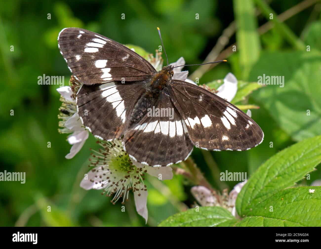 White admiral butterfly hi-res stock photography and images - Alamy