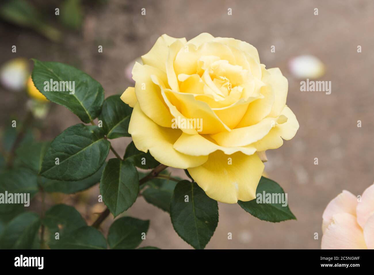 Bloomed rose in garden hi-res stock photography and images - Alamy