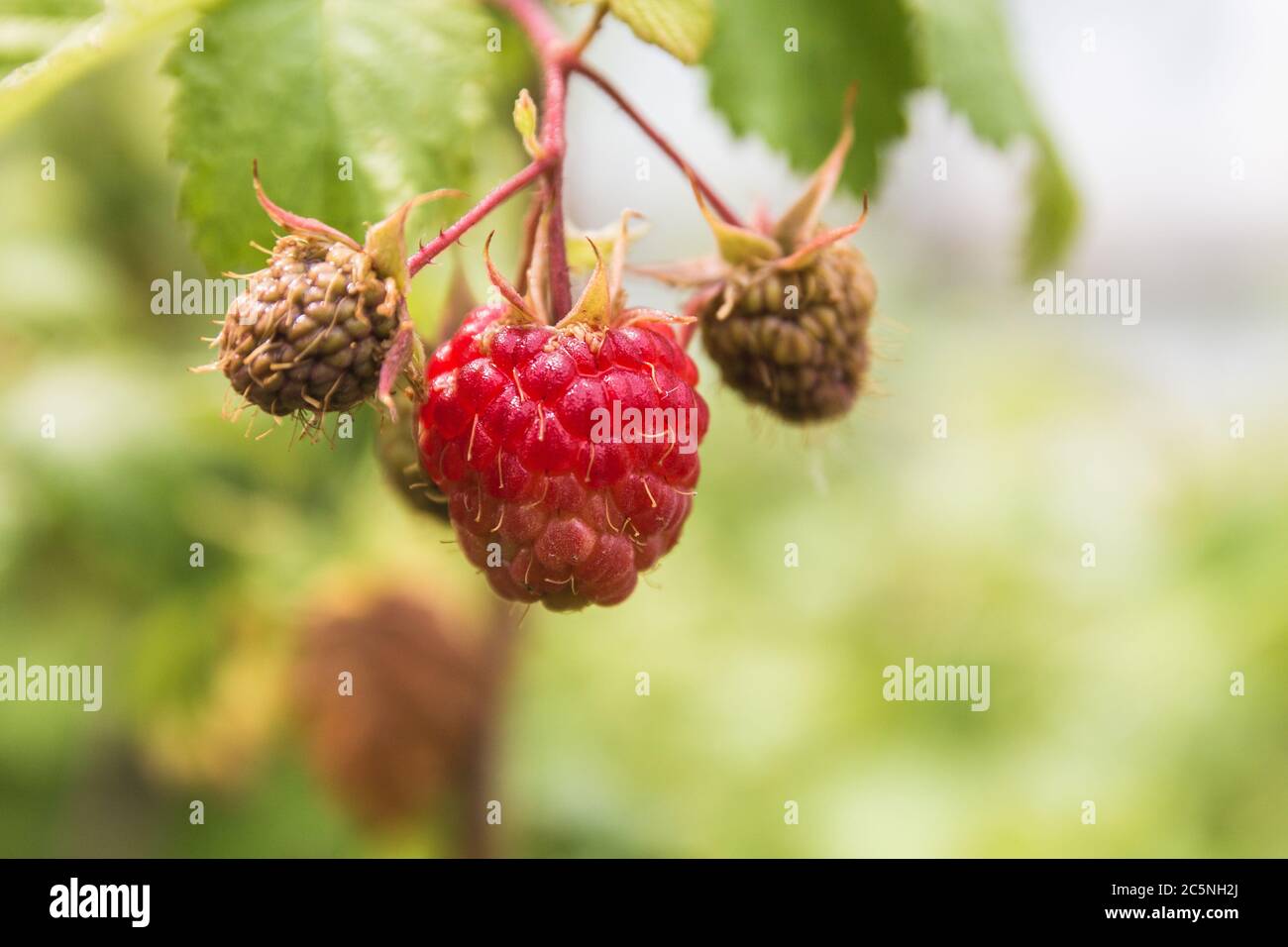 Eco garden after rain hi-res stock photography and images - Alamy