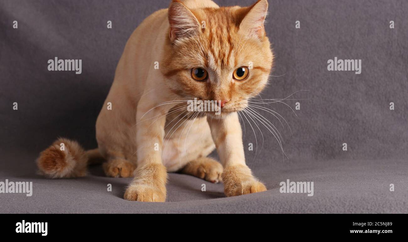 Cute ginger kitten staring intently at the camera closeup on gray ...