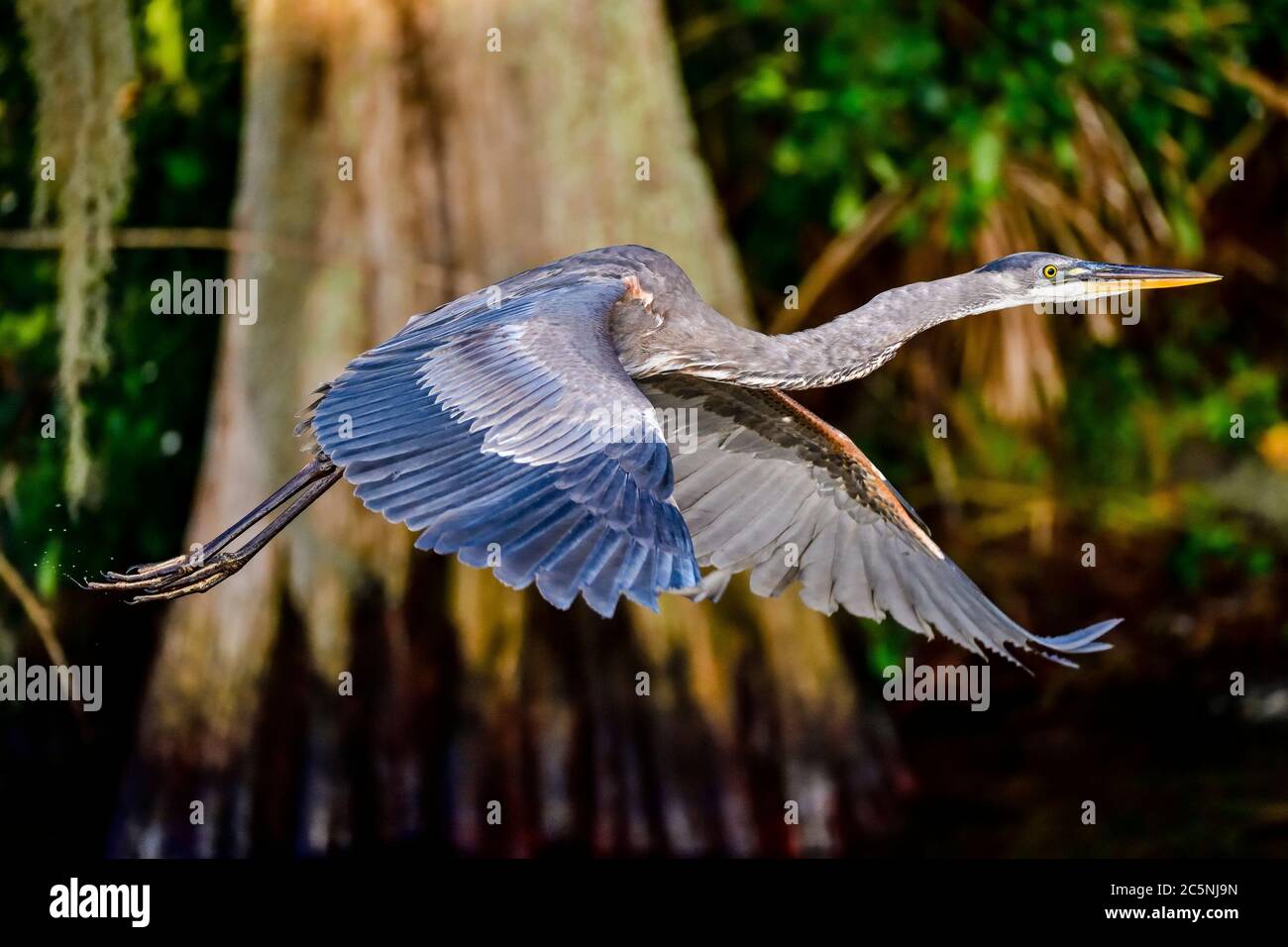 Great Blue Heron in flight Stock Photo - Alamy Great Blue Heron in flight Stock Photo - Alamy