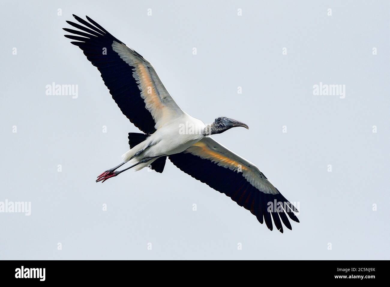 Stork wingspan hi-res stock photography and images - Alamy