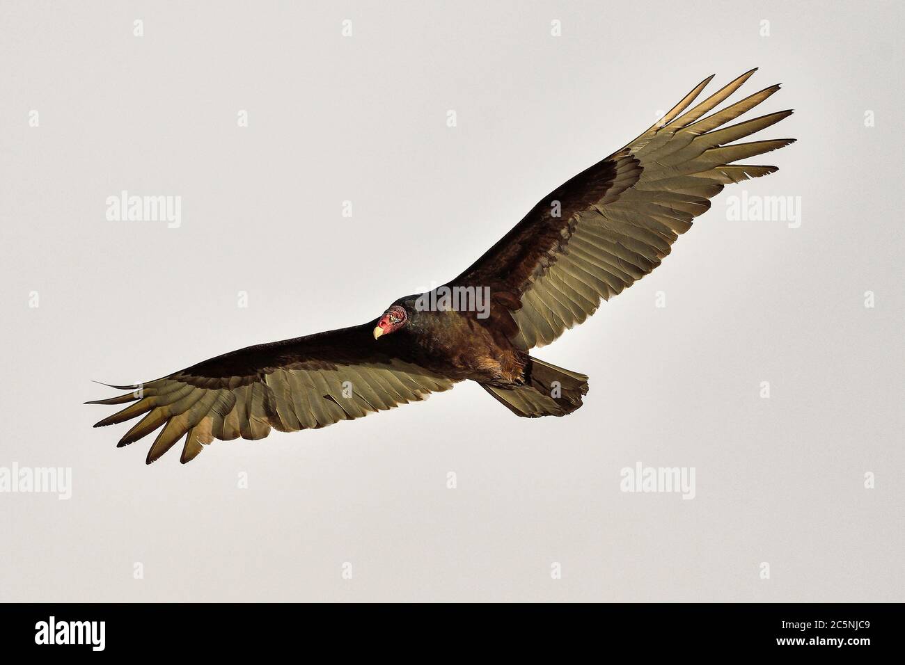 Turkey vulture flyover. It's always nice to watch these perfect gliders ...