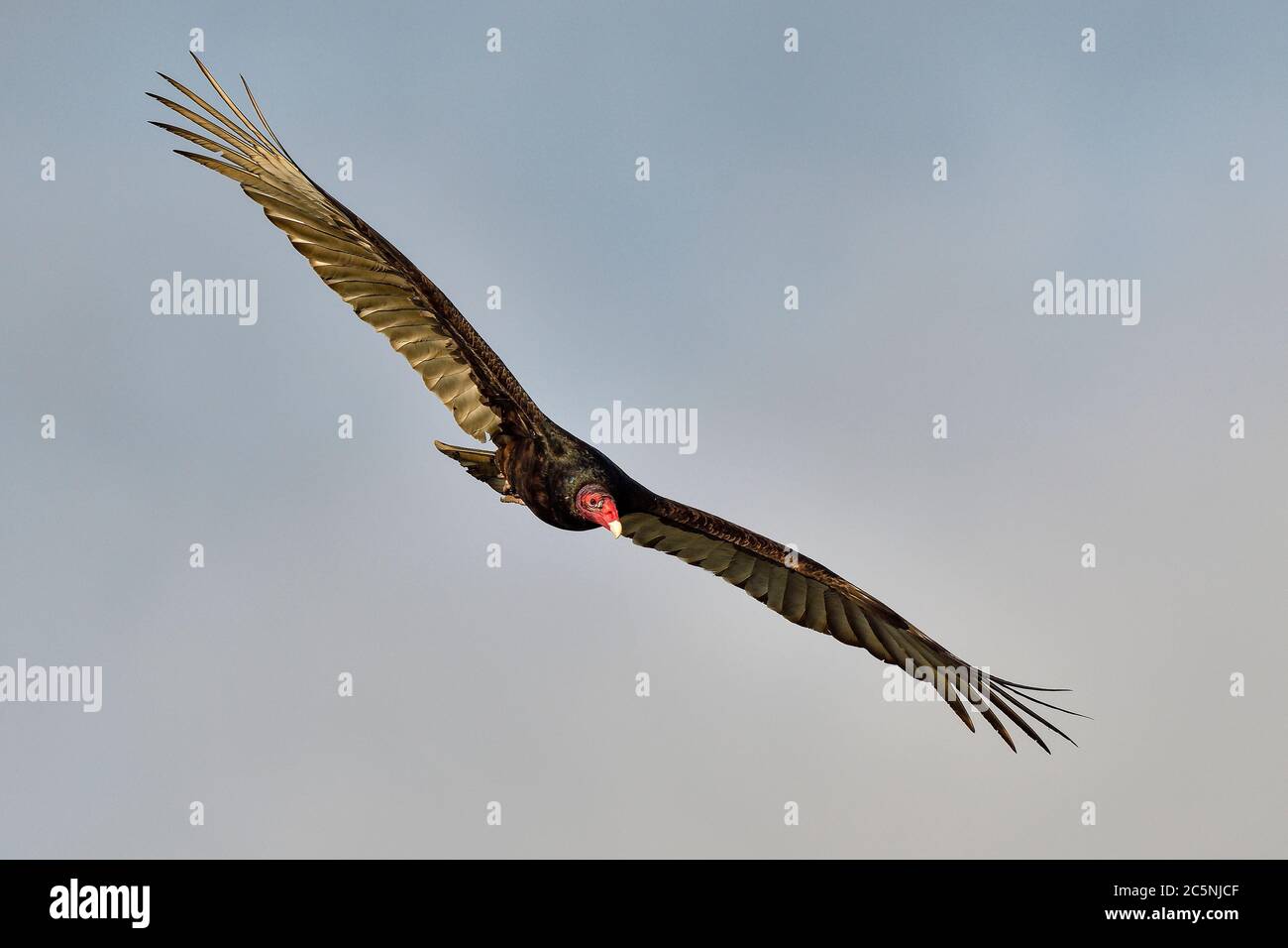 Turkey vulture flyover. It's always nice to watch these perfect gliders ...