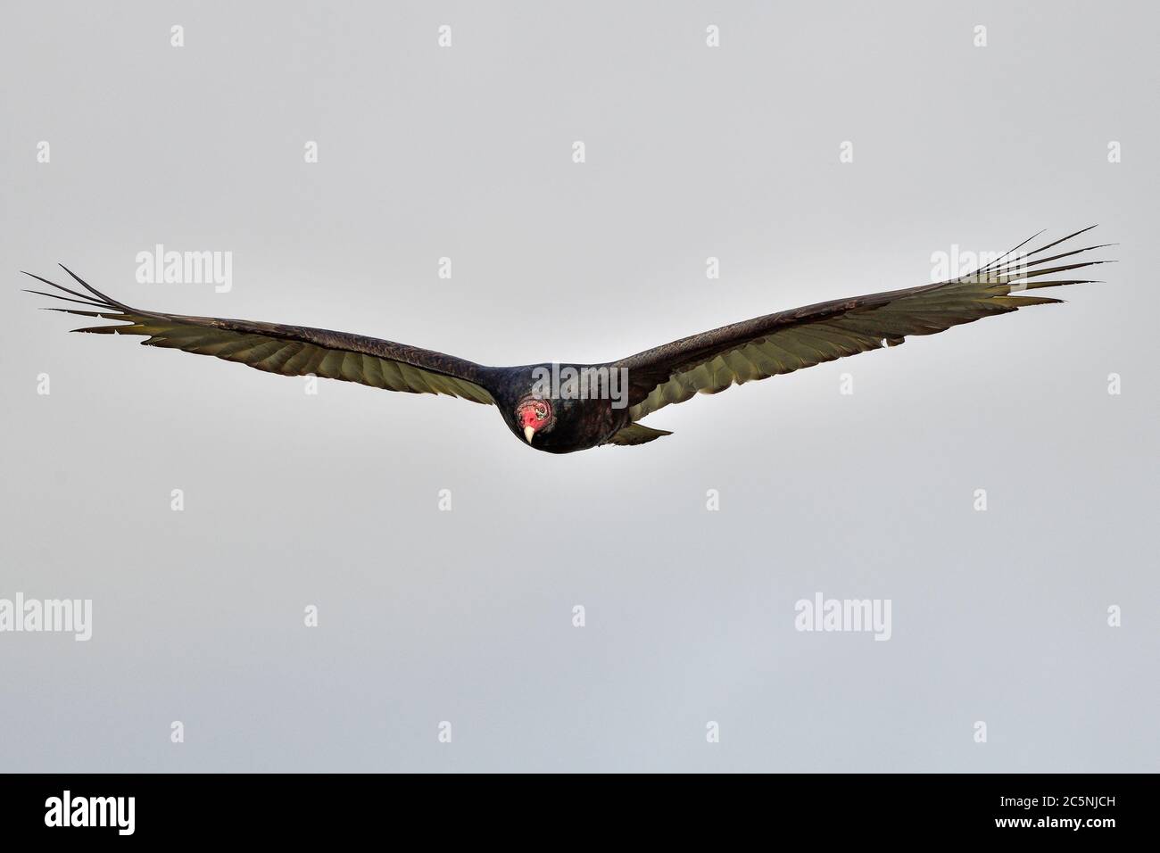 Turkey vulture flyover. It's always nice to watch these perfect gliders ...